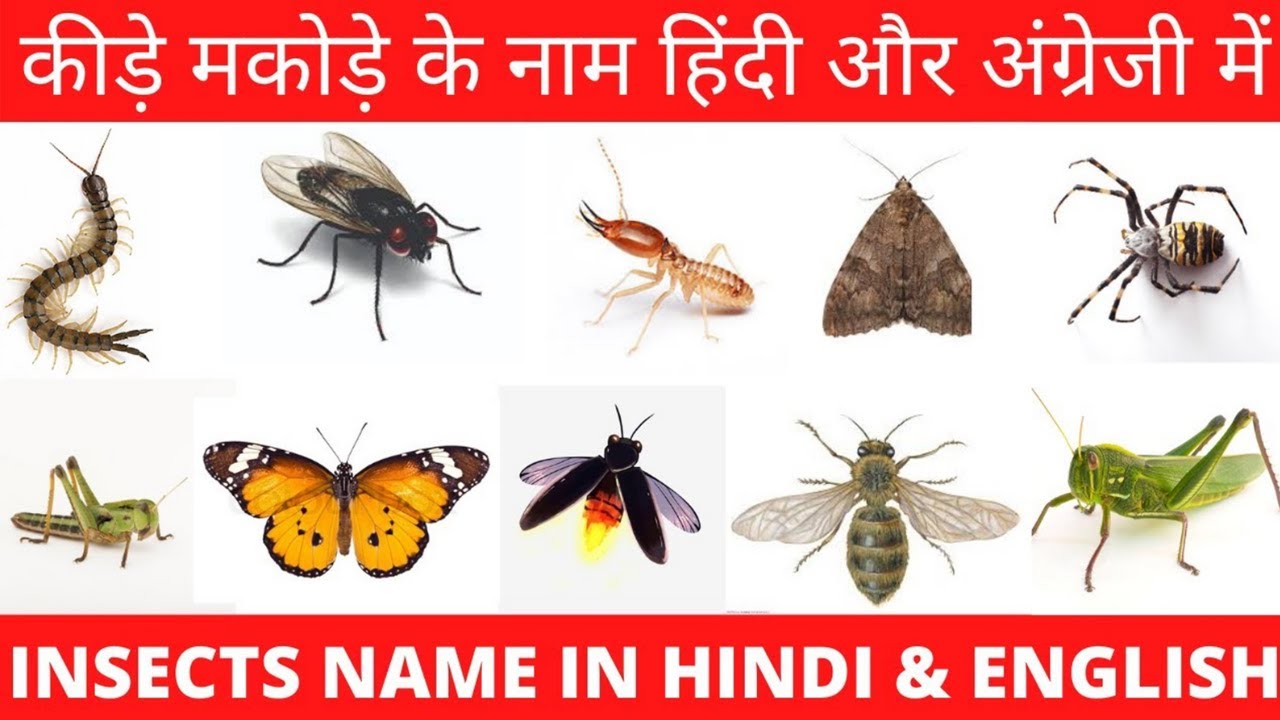 Insect Name Hindi & English Language With Picture For Kids | कीड़े ...