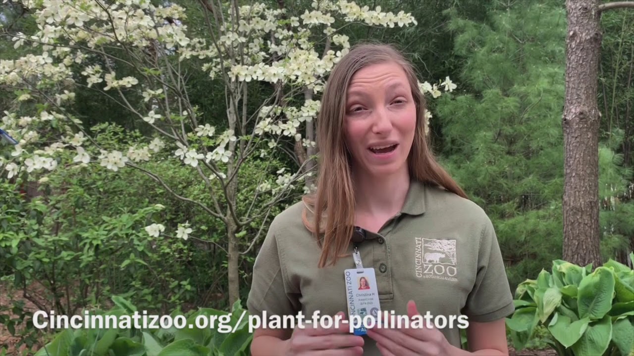 Plant for Pollinators Challenge - Cincinnati Zoo - YouTube