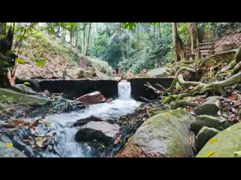 Ulu Serting Forest Reserve - YouTube
