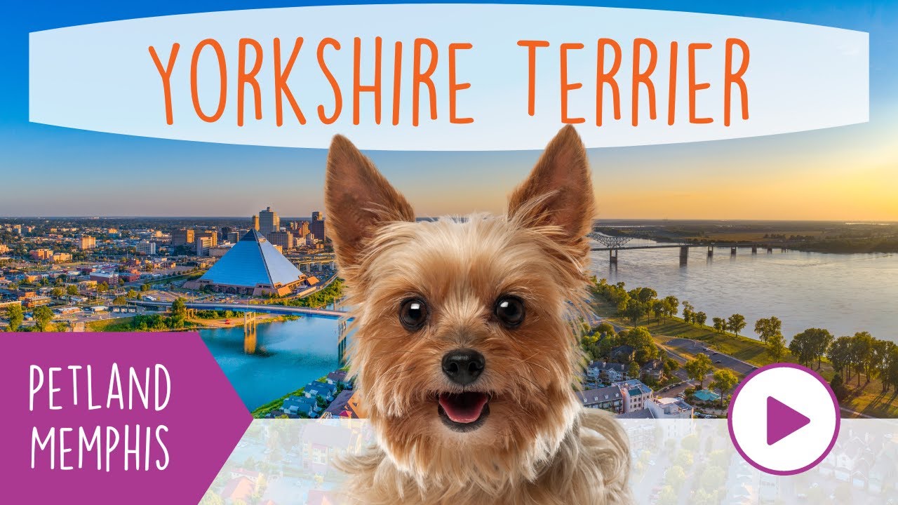 Yorkshire Terrier Fun Facts - YouTube