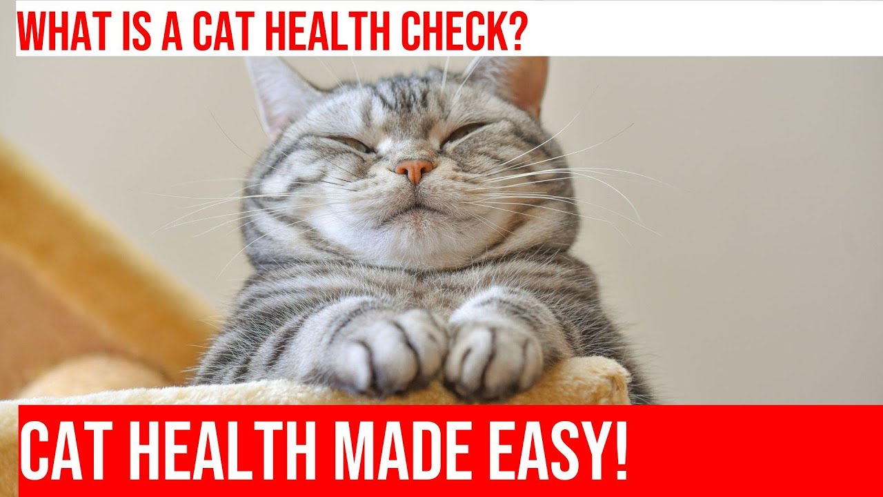 How to Perform a Regular Health Check on Your Cat - YouTube
