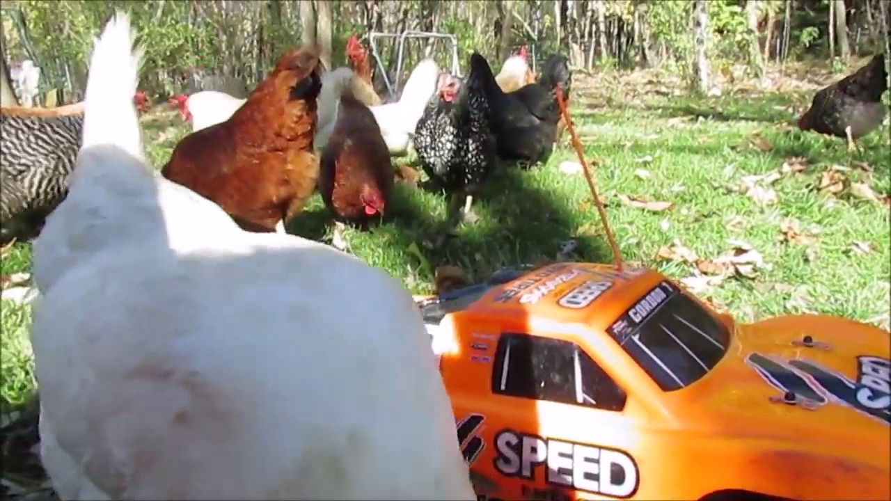 Chickens with RC Cars - YouTube