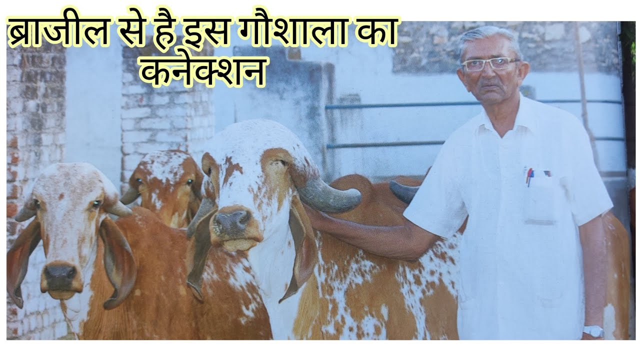 Shree raghuvir gaushala bhadwa #bhadwa - YouTube