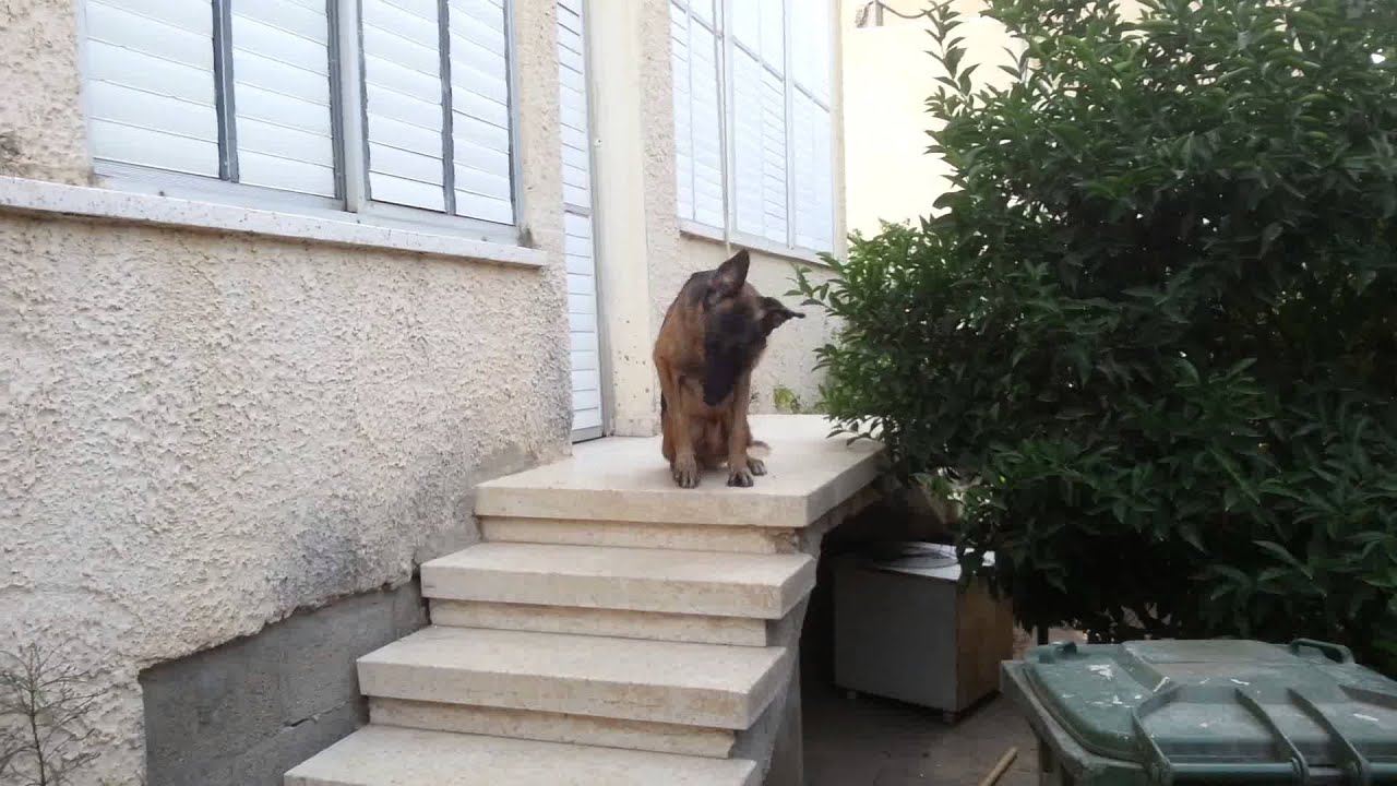 german shepherd and min pin - YouTube