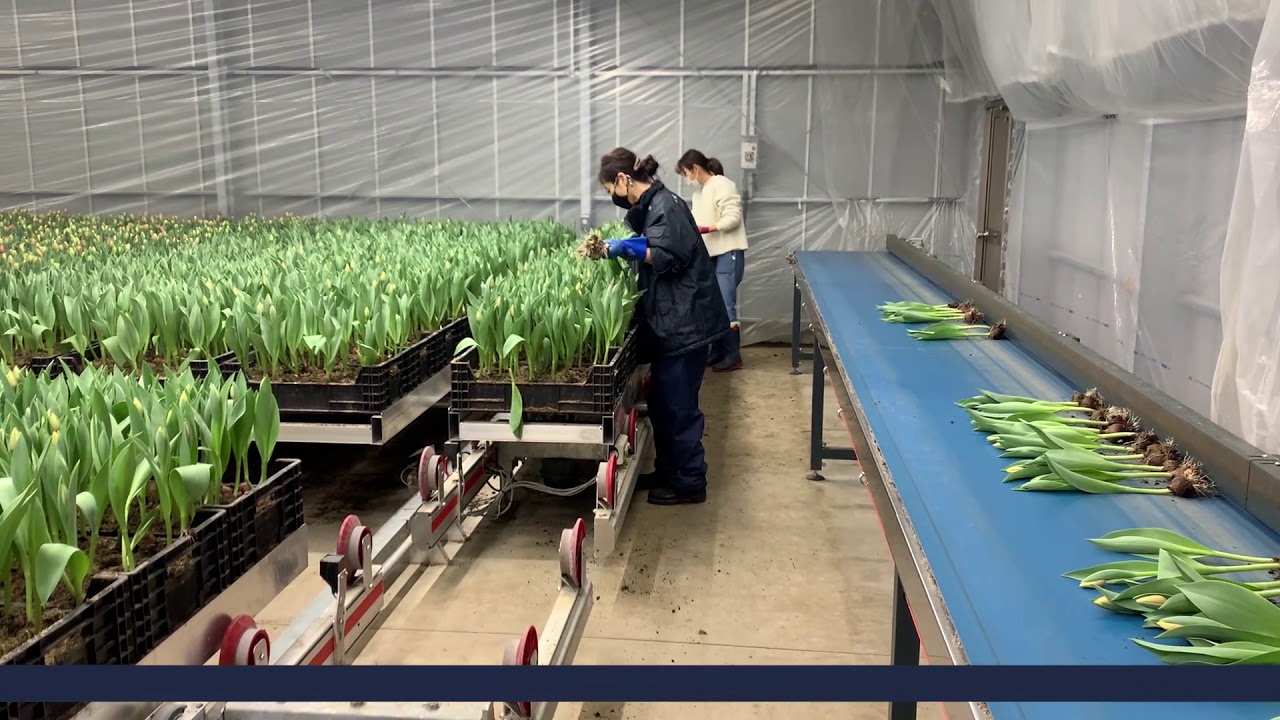 Installing an automated tulip cultivation system via Teams - YouTube