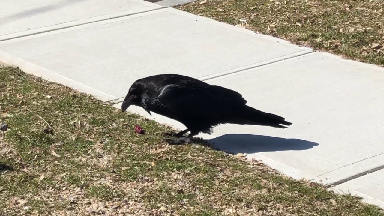 Crow eats roadkill rabbit - YouTube