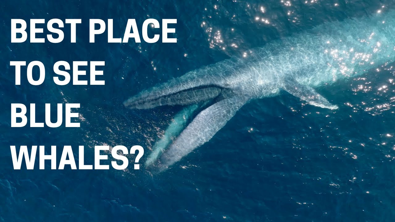 Blue Whale Encounters: Where's the Best Place to See Them? - YouTube