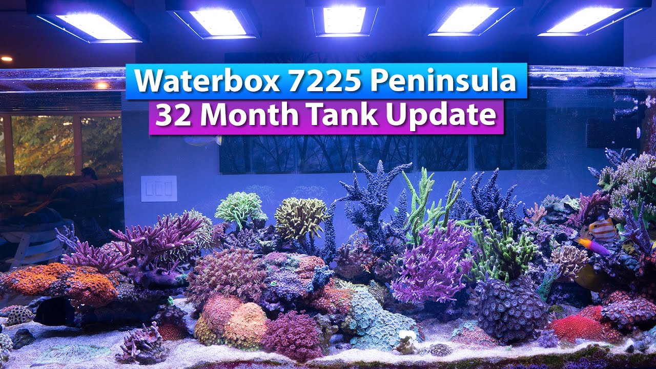 WaterBox 7225 32 Month Reef Tank Update - YouTube