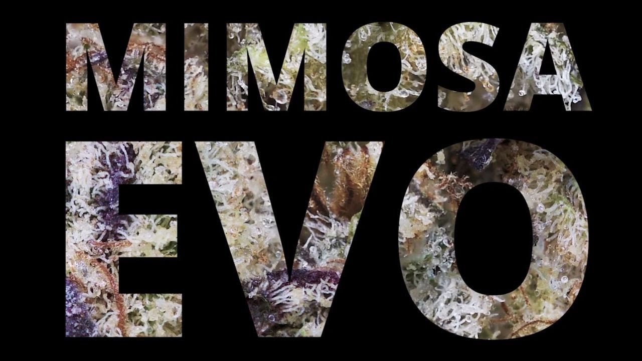 STRAIN REVIEW - MIMOSA EVO🍊 by the 420 Doctor Medical Cannabis ...