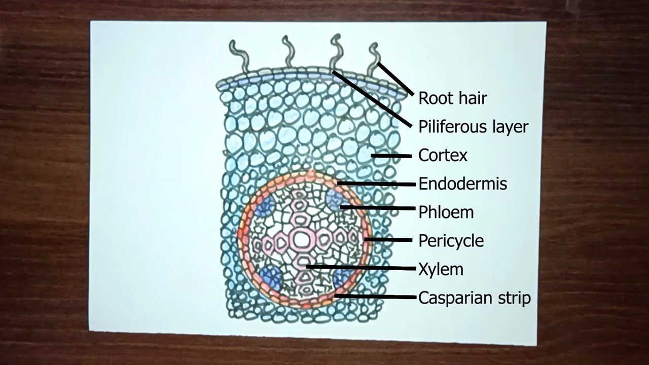 Root Cross Section Diagram