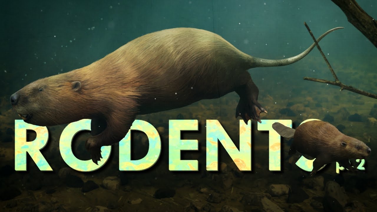 Evolution of Rodents - YouTube