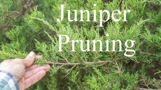 Juniper Shrubs Pruning