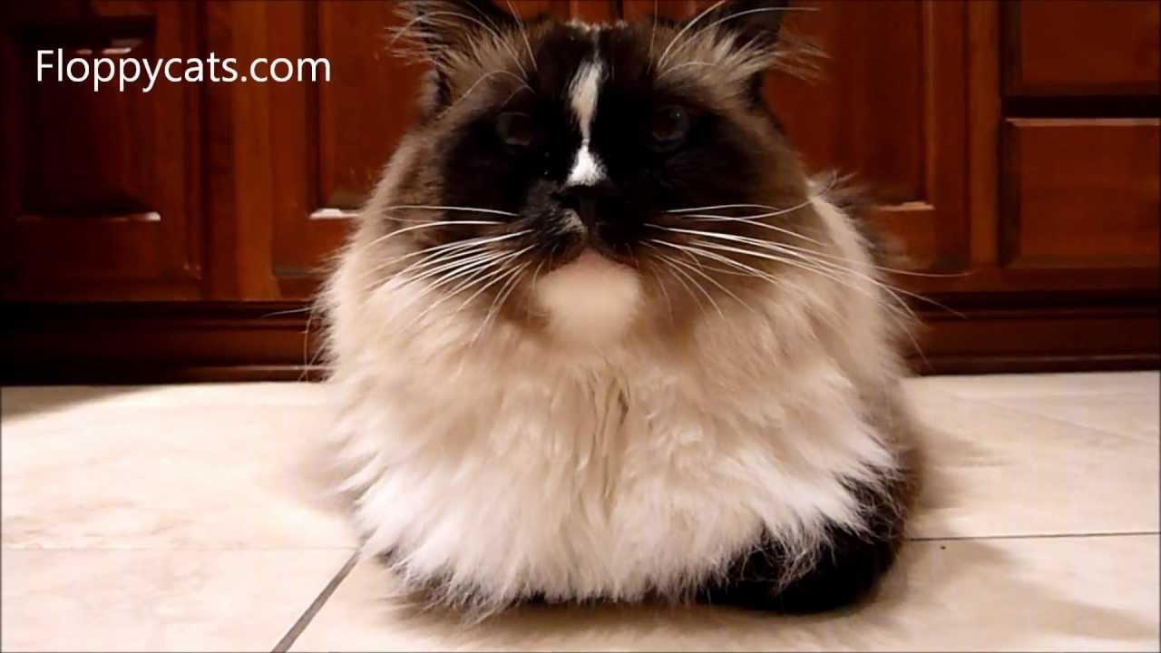 Ragdoll Cat Hobbs Up Close and Personal - ねこ - ラグドール - Floppycats - YouTube