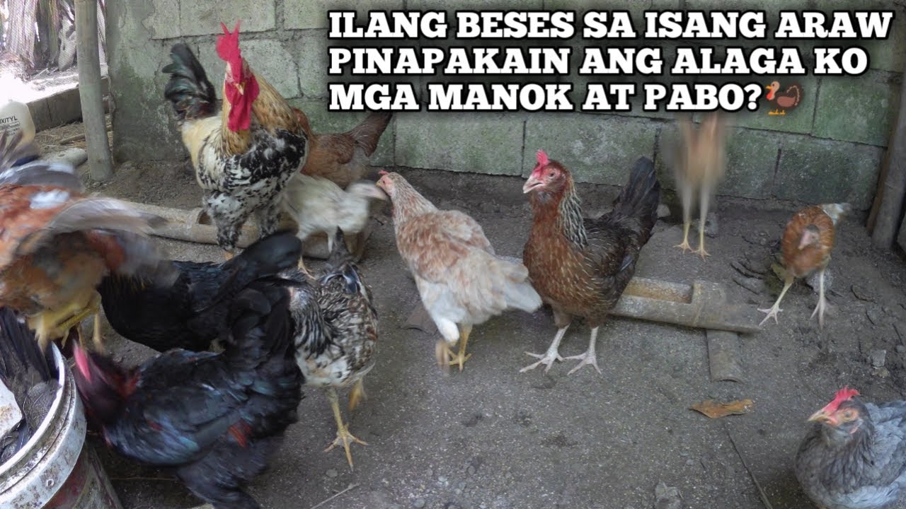 ILANG BESES NGA BA SA ISANG ARAW PINA PAKAIN ANG NATIVE CHICKEN AT PABO ...