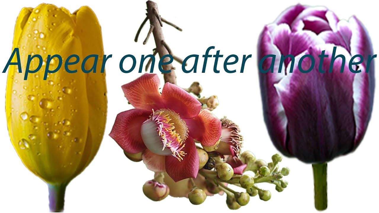 Appear one after another (Last edited) - YouTube