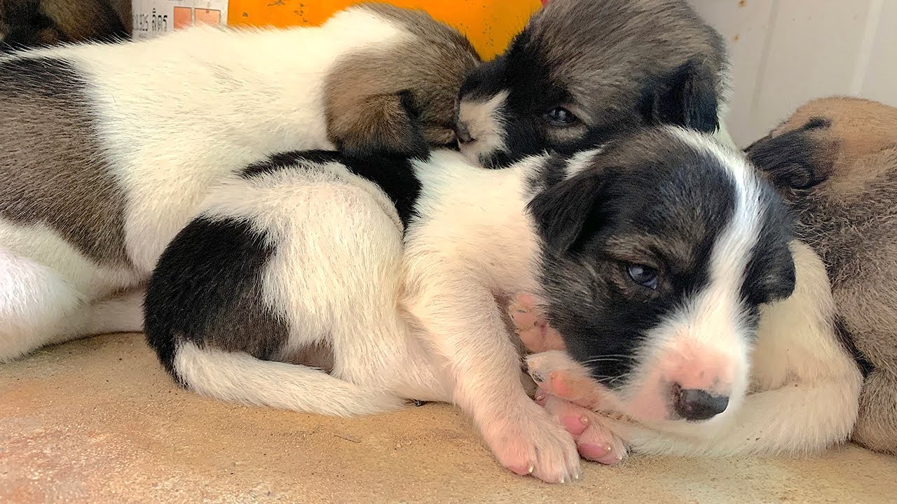 newborn-puppy-walking-development-youtube