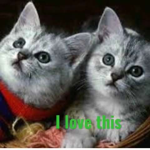 thé Nice Cats - YouTube