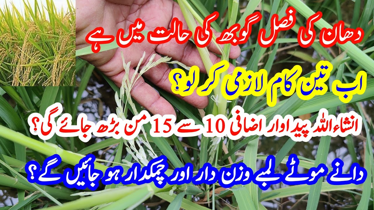 Paddy crop at booting stage || Use of Potash Boron and amino acid in ...