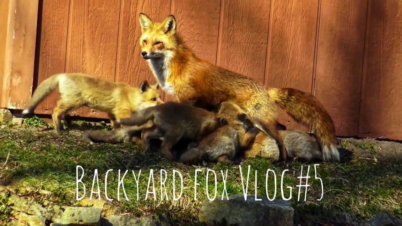 Red Fox mom with 8 babies! - YouTube