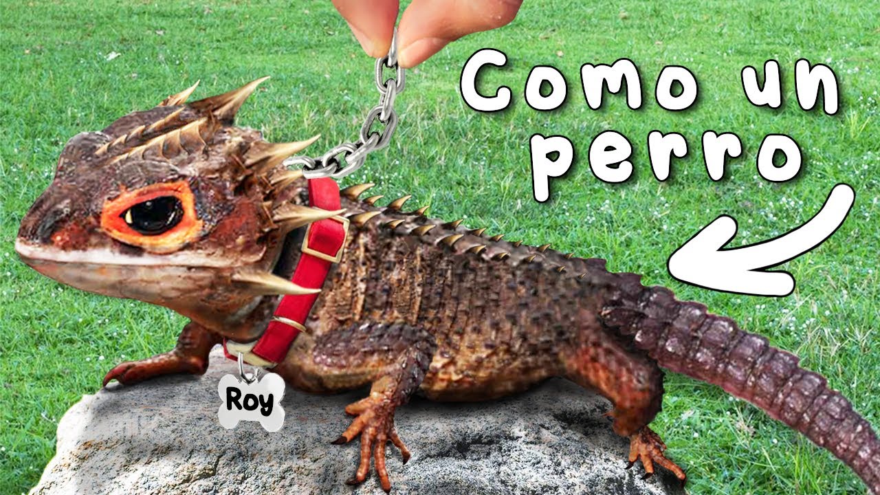 Conseguí un Dragón de Mascota - YouTube