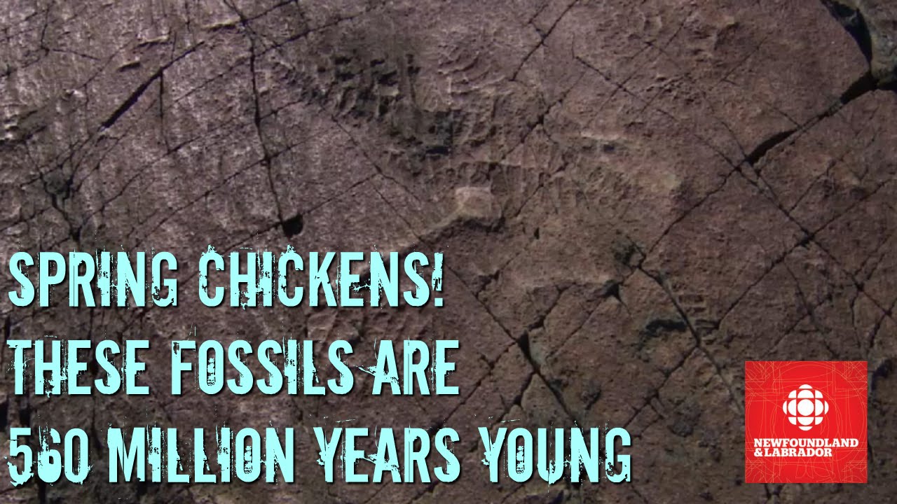 UNESCO nod for fossils of Mistaken Point - YouTube