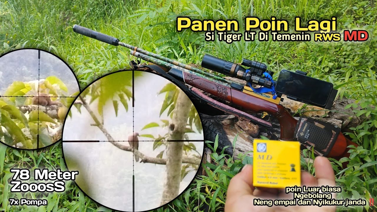 SHARP TIGER + RWS MD MANTAP NYO‼️Hunting / berburu | Ngebolang Burung ...