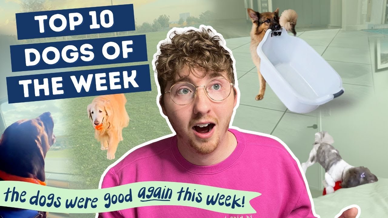Top 10 Dogs of the Week! - YouTube