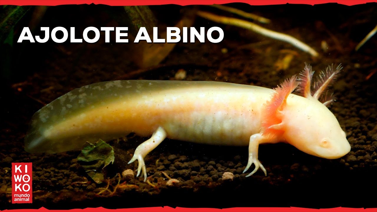 Ajolote Albino Axolotl Wikipedia
