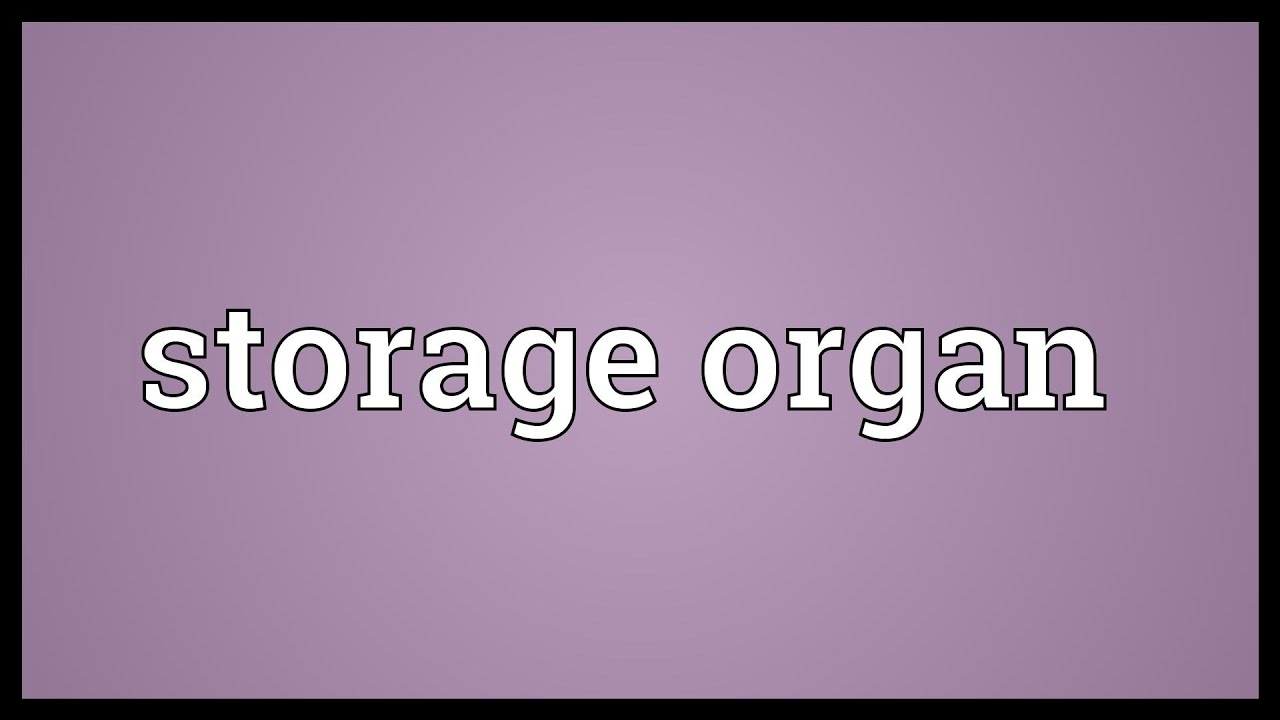 Storage Organ Meaning YouTube storage-organ-meaning-youtube