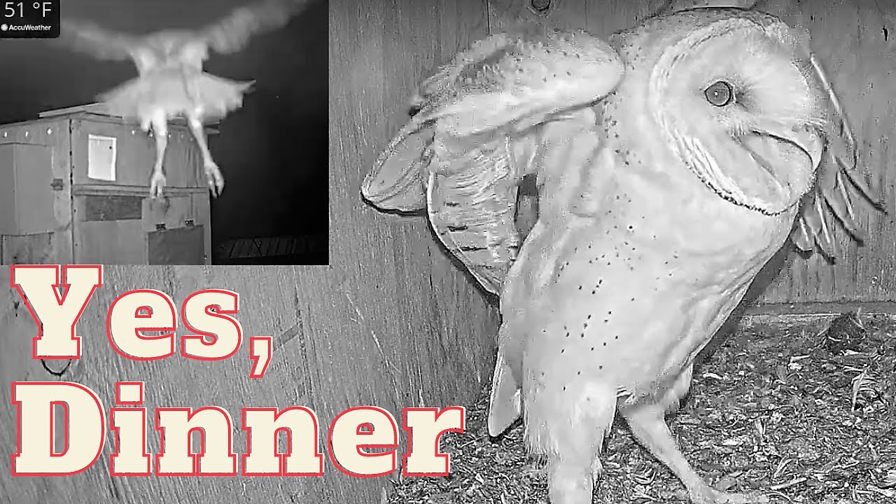 How exciting: Barn owl fledgling gets delivered a rat. - YouTube
