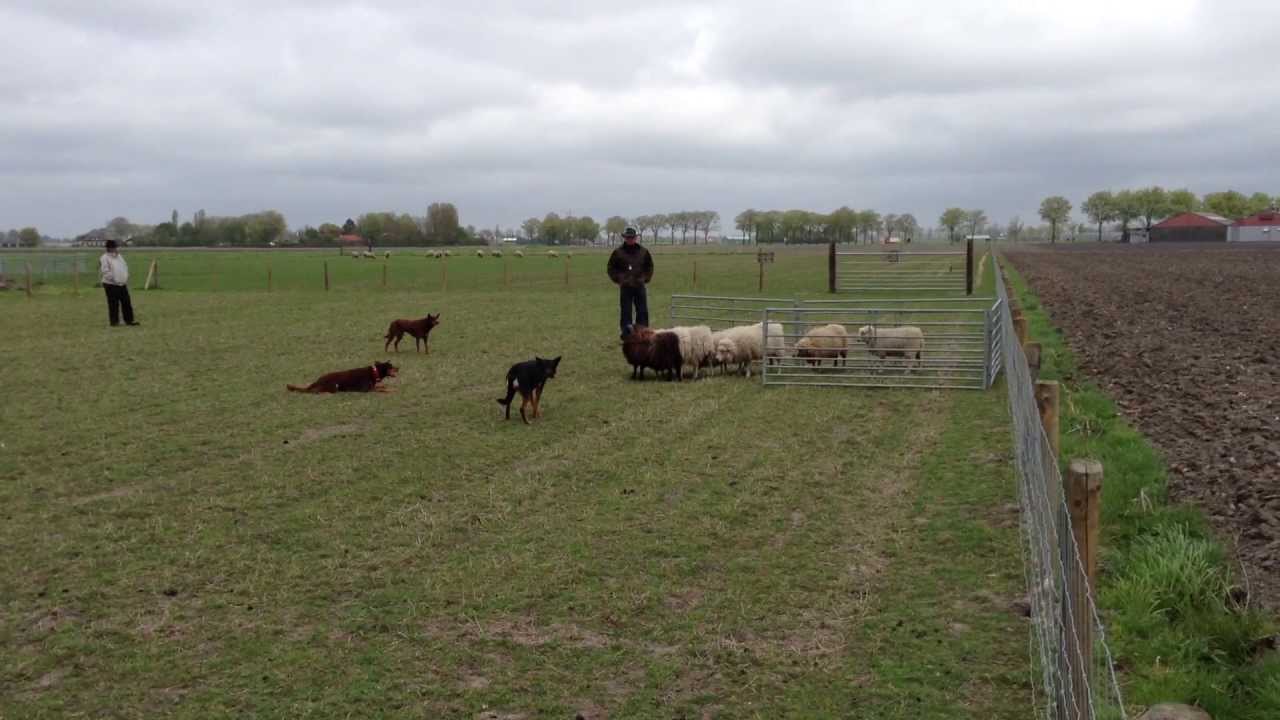 Irinka Jill, Irinka Hidalgo and Irinka King, penning ouessant sheep ...