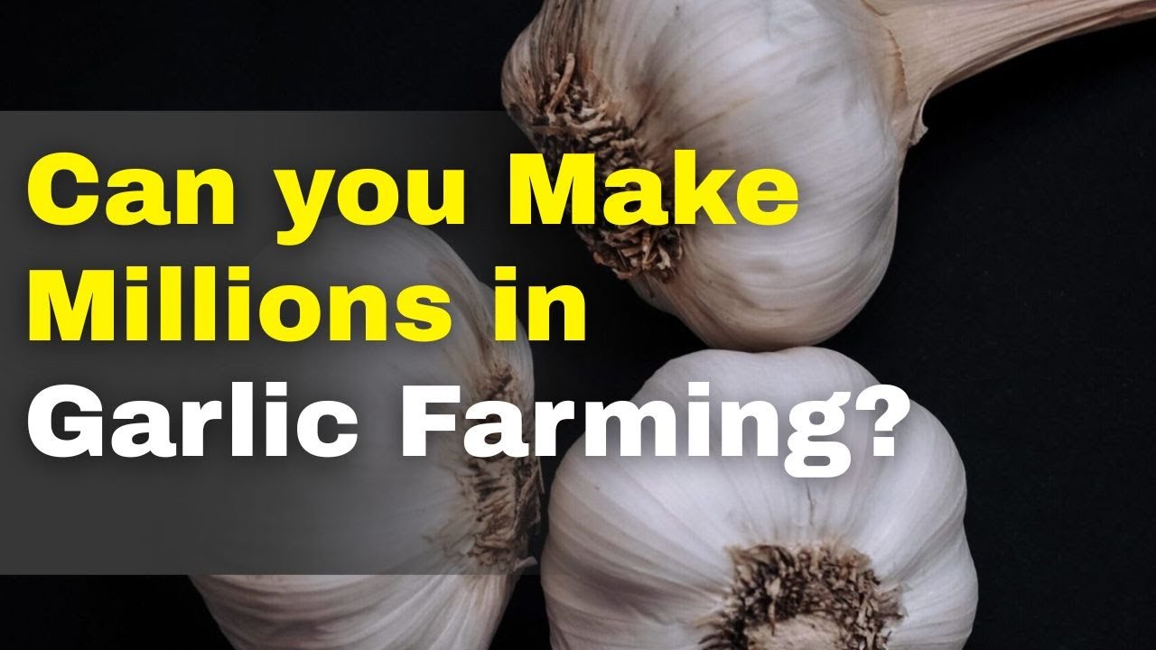 The Truth about Garlic Farming: Cost of Garlic Farming in Kenya per ...
