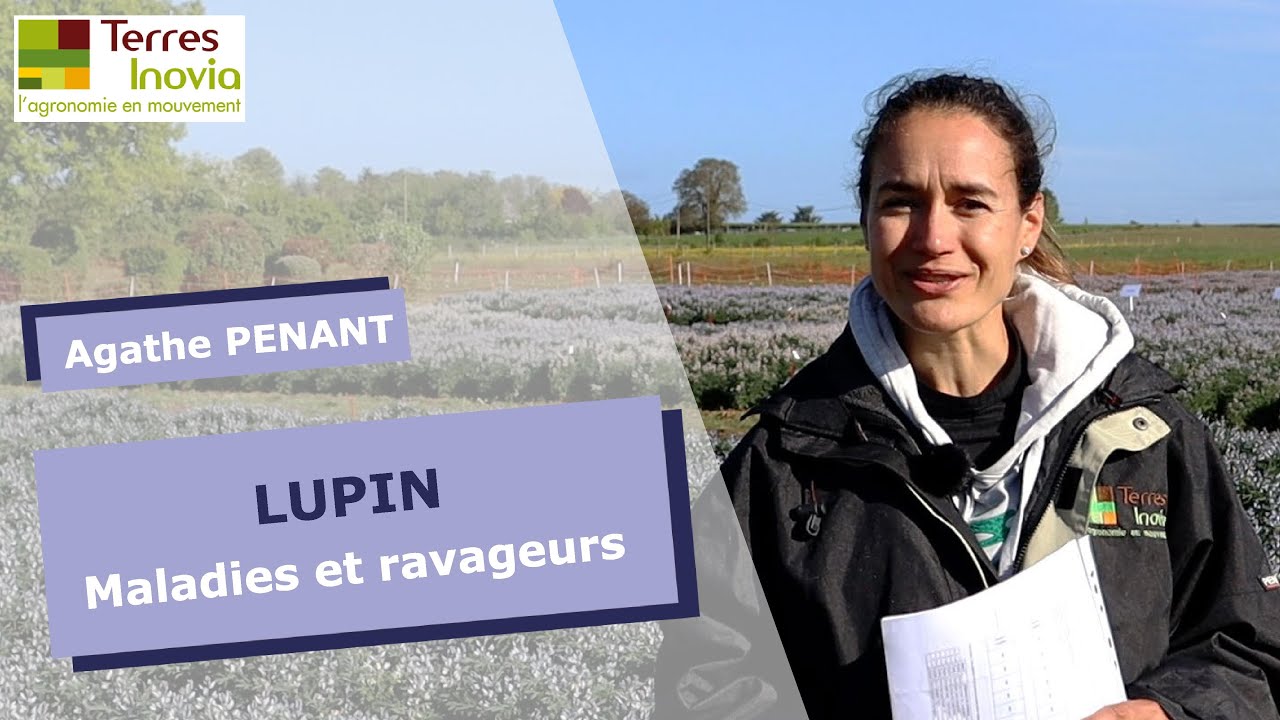 Lupin : Maladies et ravageurs - Agathe PENANT - YouTube