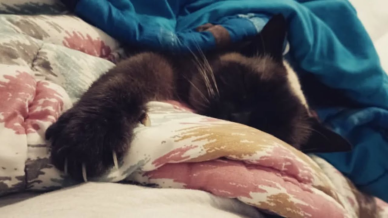 Olive and The Rain (EMO DEMO) - YouTube