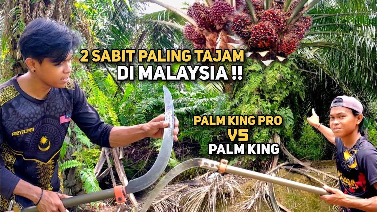 Begini Cara Memasang Dan Mengasah Egrek Palm King Pro, 55% OFF