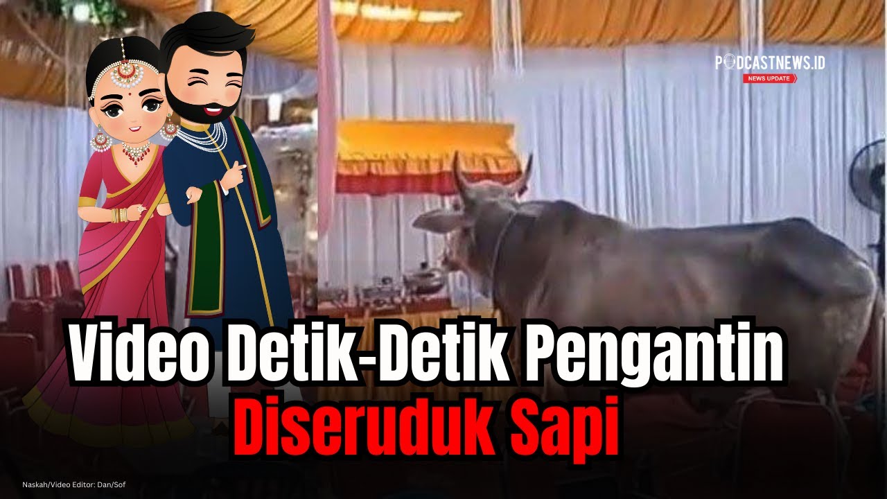 Video Detik-Detik Pengantin Diseruduk Sapi - YouTube