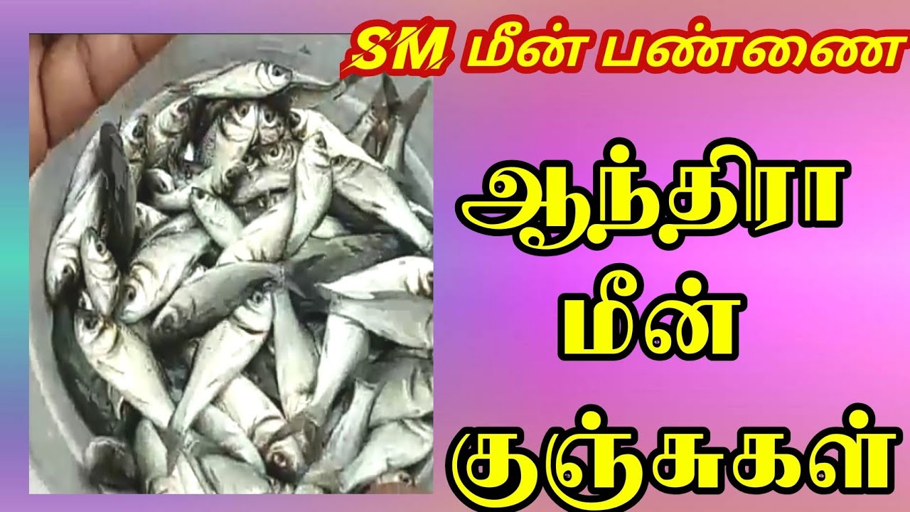 மீன் வளர்ப்பு / ஆந்திரா மீன் குஞ்சுகள்/ SM மீன் பண்ணை / SM FISH FARM ...