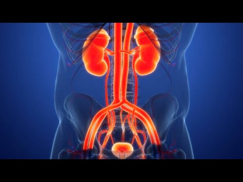 excretion in human|3d animation|urdu|hindi - YouTube