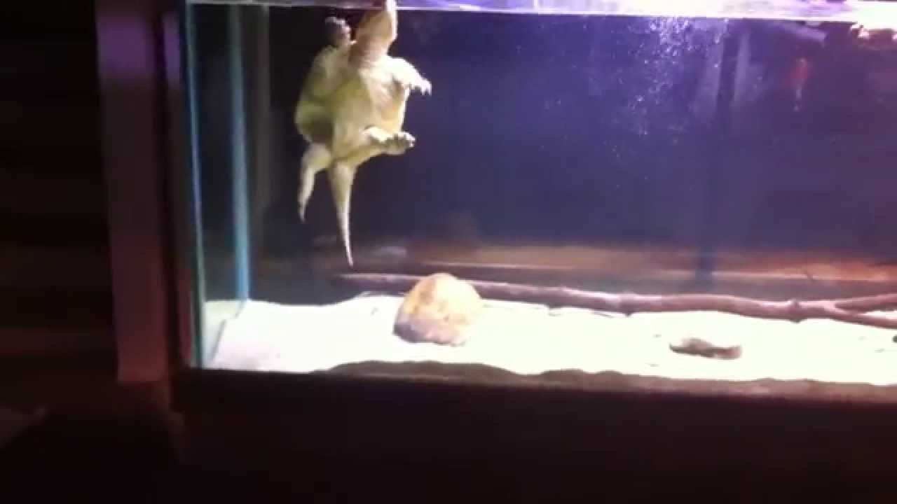 Pet Snapping Turtle Habitat Aquatic Turtle Set Up - YouTube