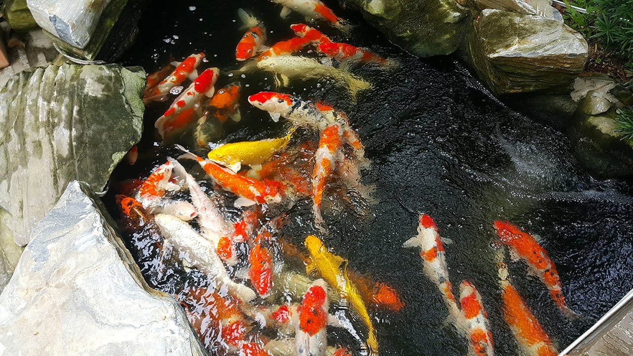 To Coffee Garden Koi 9 minutes Relaxation, Mindfulness, Total chill ...