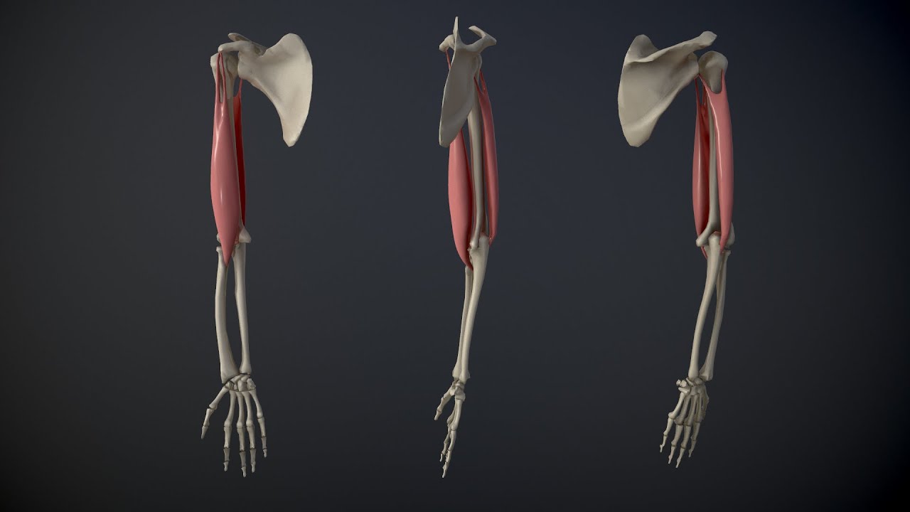 Arm Muscles Contraction and Relaxation 3D Model | Made with Blender 3D ...