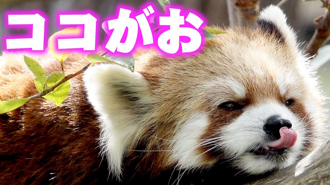 【レッサーパンダ】ココがお COCOFACE Red Panda COCO at Maruyama Zoo - YouTube