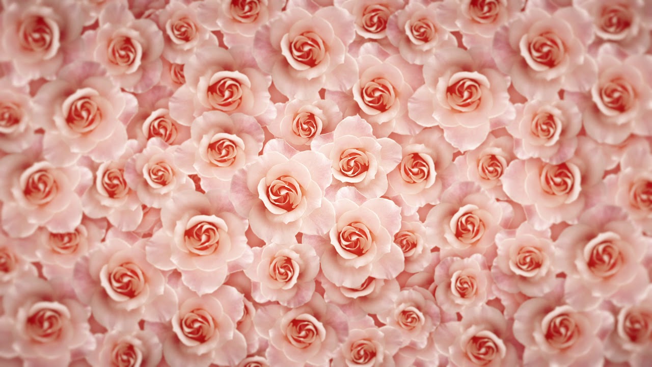 4K Romantic Rose Flower Video Background || Love,Romantic,Wedding ...