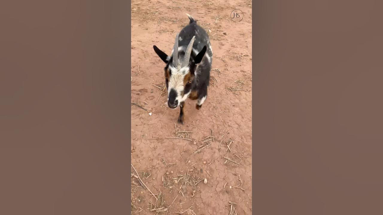 Goat Zoomies! Tulip & Ruth's Energy-Packed Playtime! 🐐⚡ - YouTube