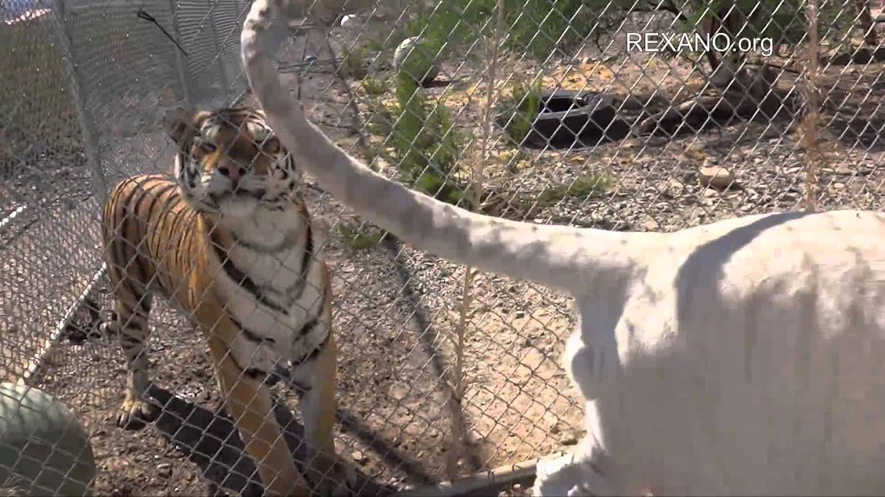 Spraying Tiger - YouTube