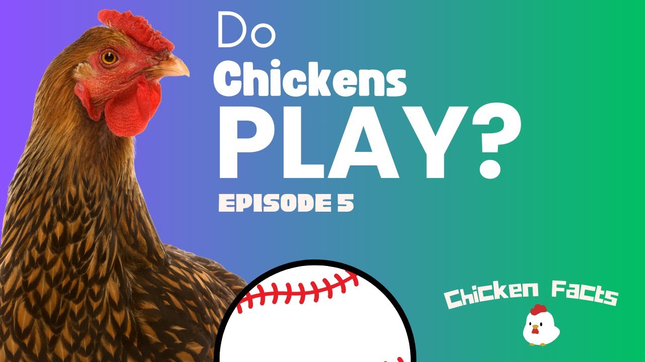 Chicken Facts | Episode 5 - Do chickens play? Kicking feet, and how do ...