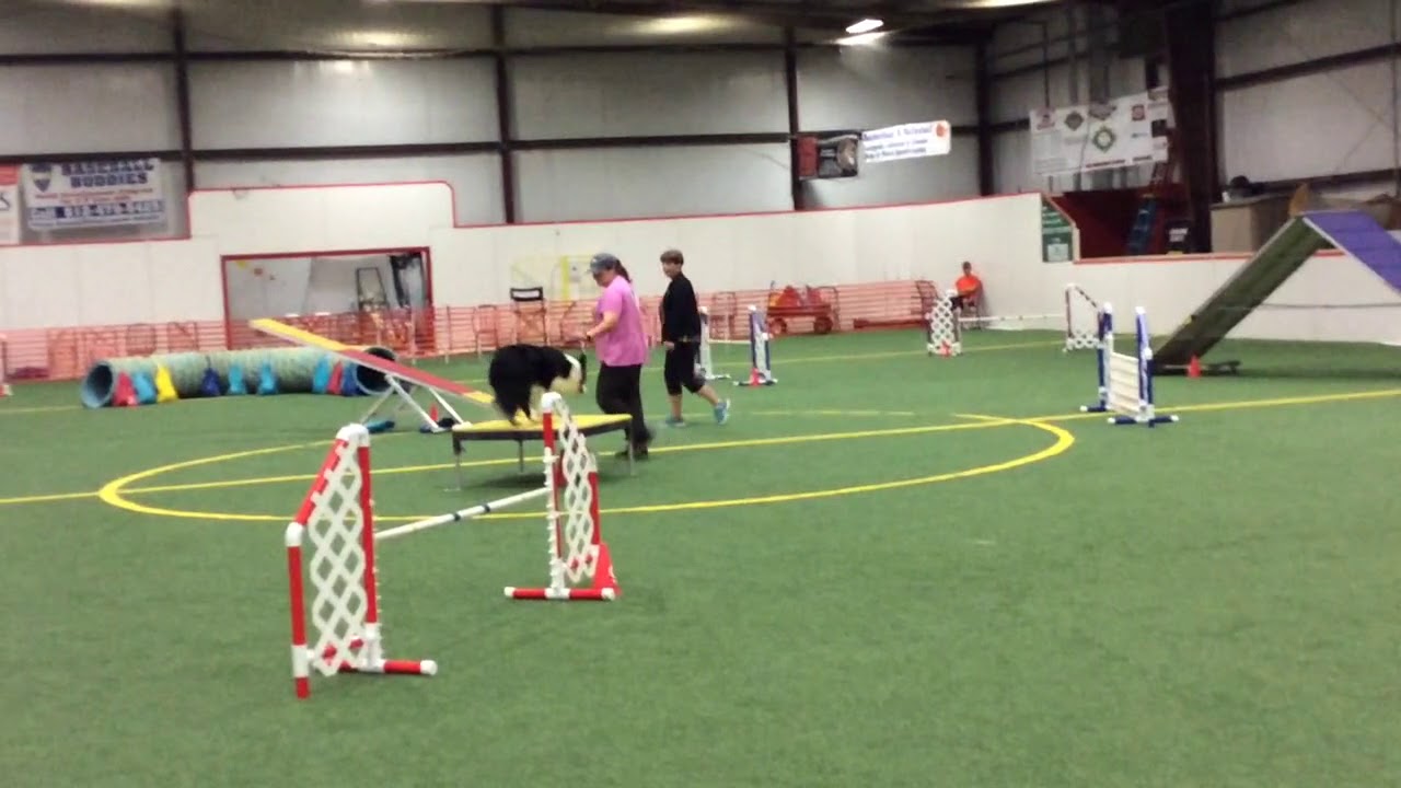 Tebow AKC Master Standard - YouTube