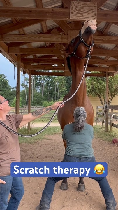 Horse loves scritchy scratches! Lol #animalchiropractic #horse #animalranchcare - YouTube
