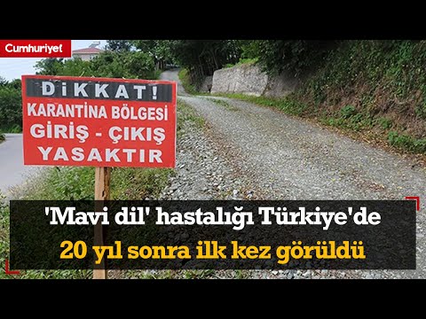 'Mavi dil' hastalığı Türkiye'de 20 yıl sonra ilk kez görüldü