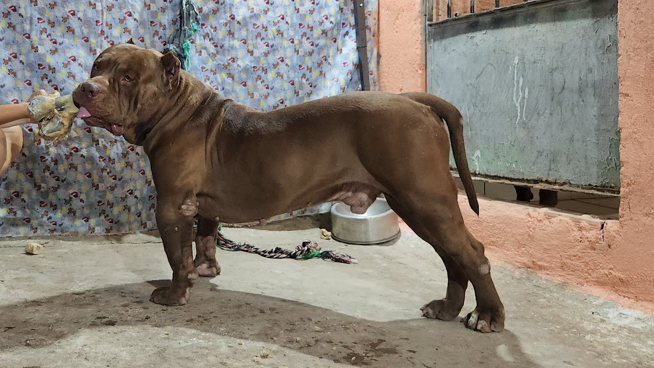 King Pitbull #pitmonsters - YouTube